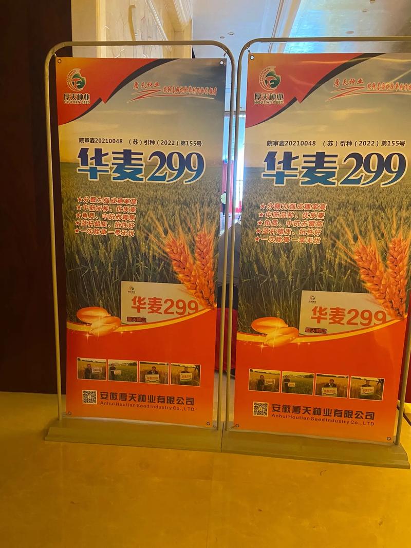 华麦299小麦种子介绍图标