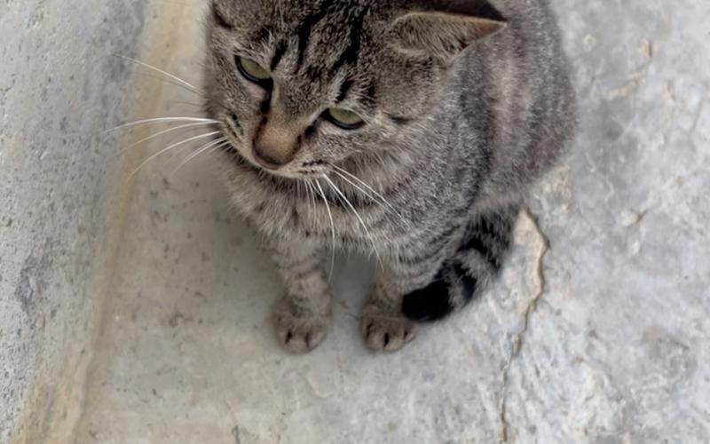 小花猫喵喵喵视频图标