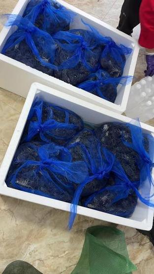 100斤蟹苗出多少螃蟹图标
