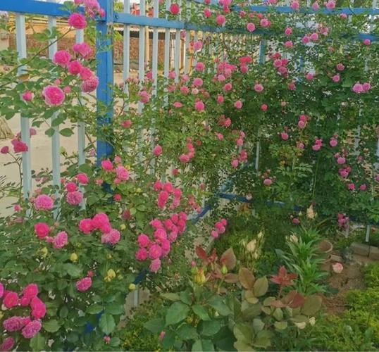 田园花墙截图