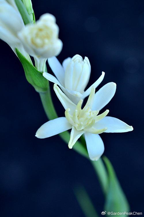 晚香玉是夜来香吗图标