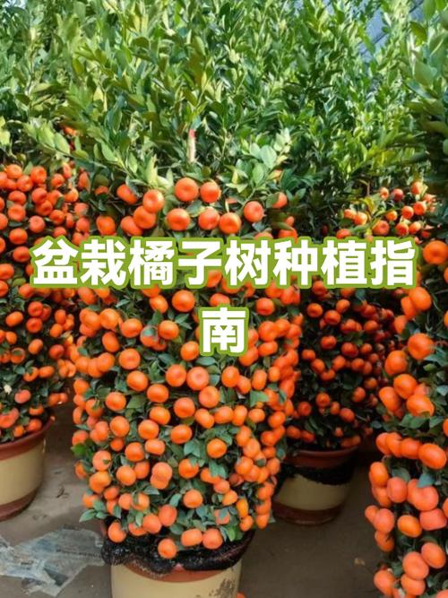 桔子树怎么种植方法视频图标
