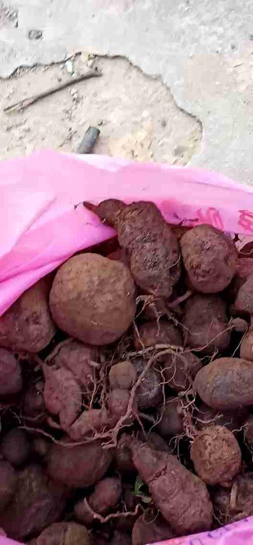 破石珠能治疗肿瘤不图标