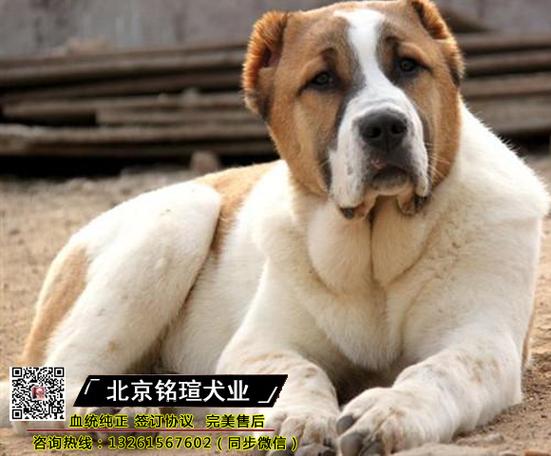 有必要买血统狗吗图标