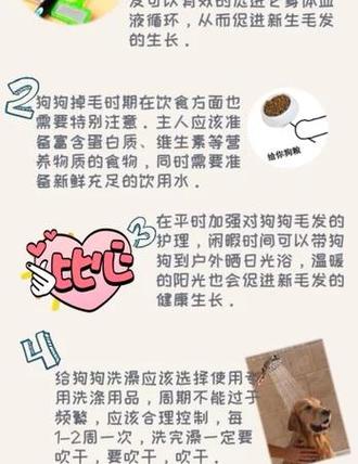 处理狗狗掉毛妙招截图