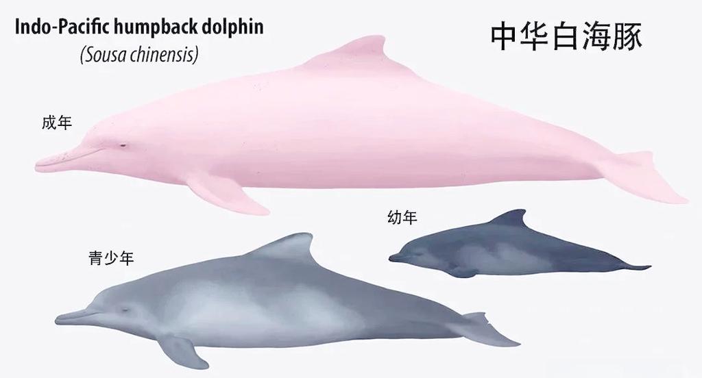 各种颜色的海豚图标