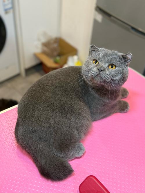 蓝猫皮肤是什么颜色图标