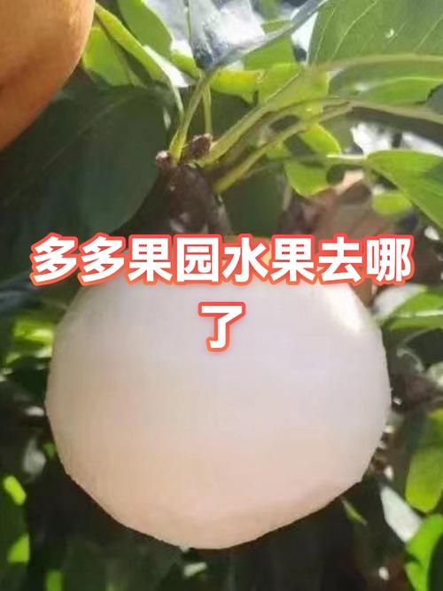多多果园突然进不去了图标