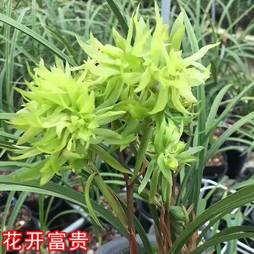 花开富贵盆栽图标