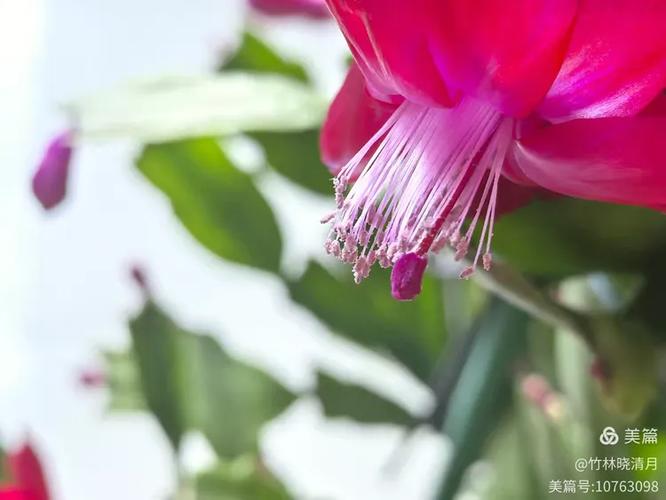 纤纤花香截图