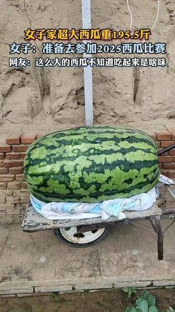 免费视频大西瓜截图