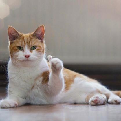 小猫点赞图标