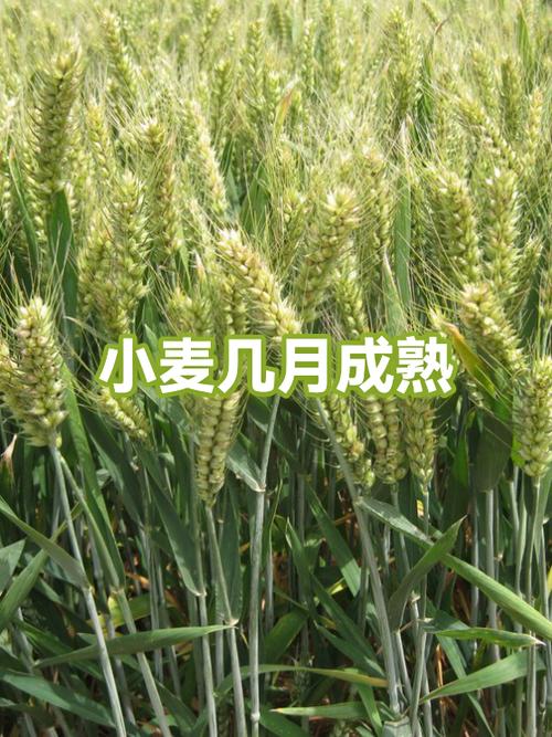 小麦上市时间截图