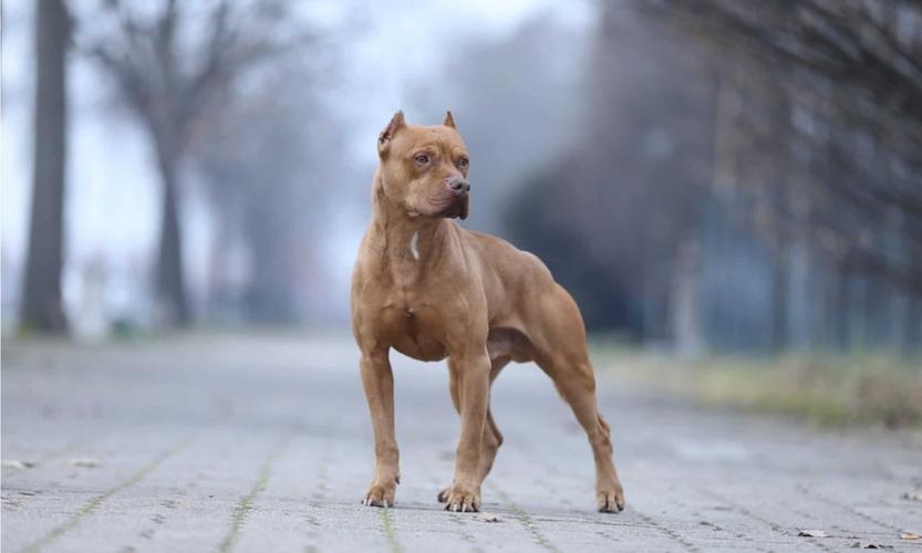比特犬的体型图标