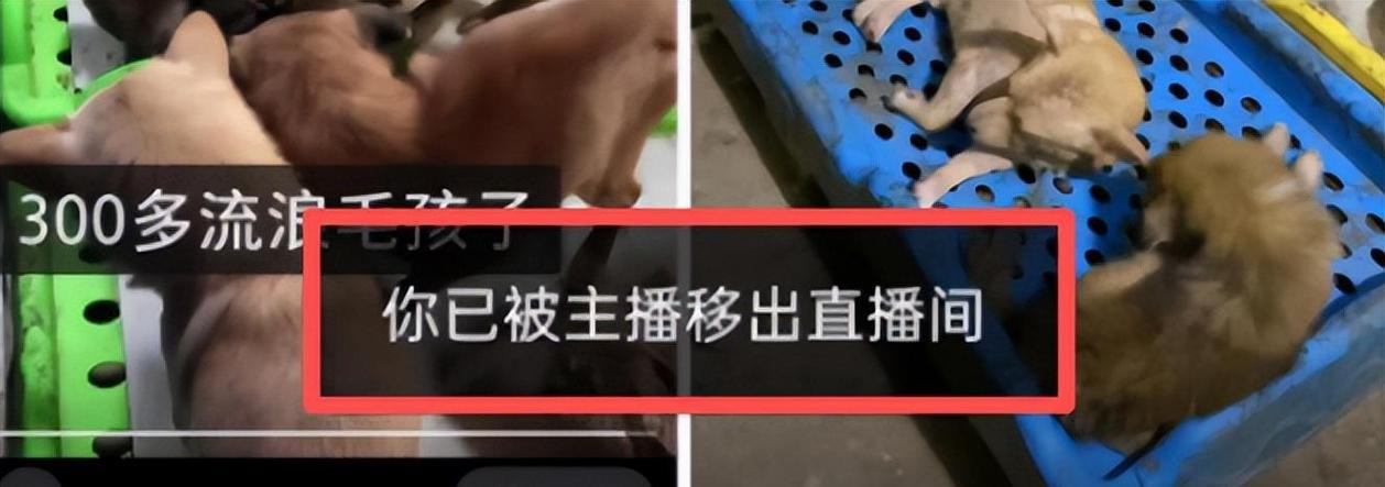 你已被主播移出直播间图标