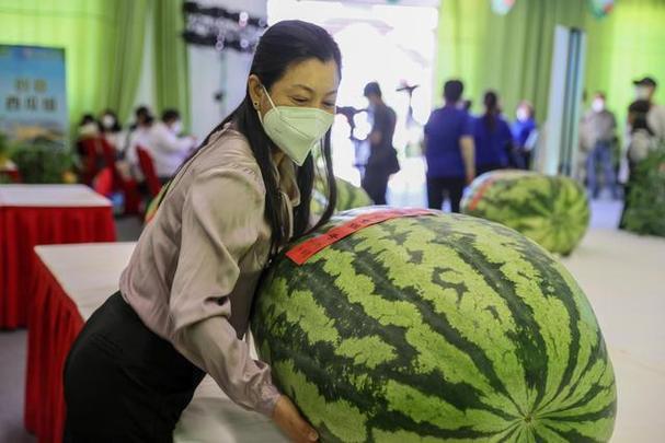西瓜粉丝最多的主播图标