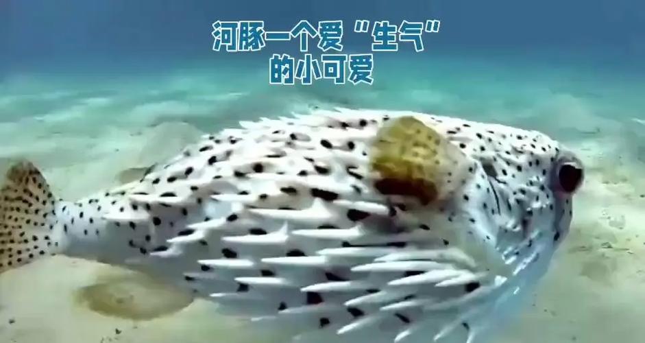 气球河豚鱼获取方法图标