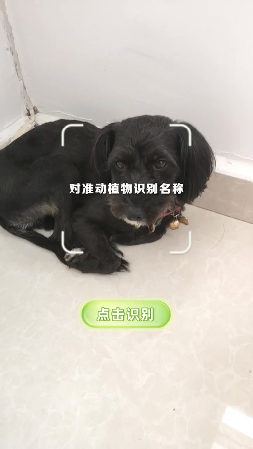 识物扫一扫识别动物图标