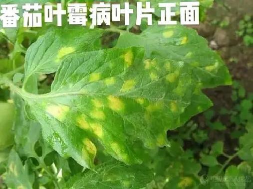 番茄25种病害图解大全图标