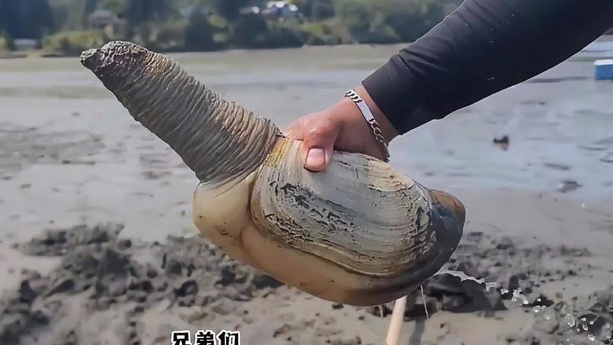 挖象拔蚌视频