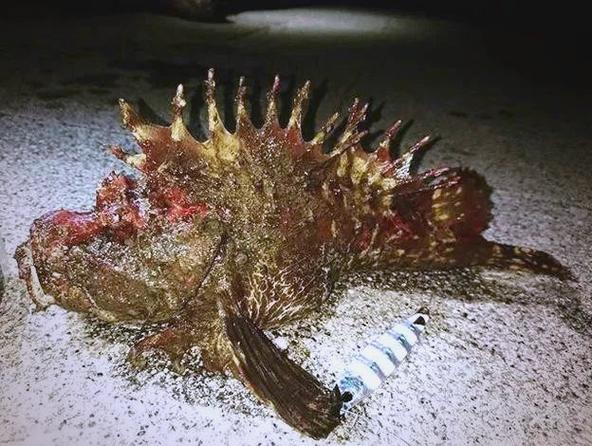 虎鱼品种图片及价格图标