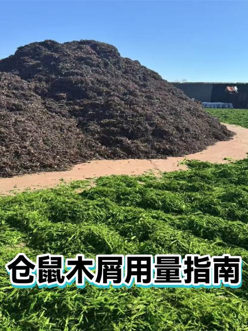 仓鼠除了用木屑还能用什么截图