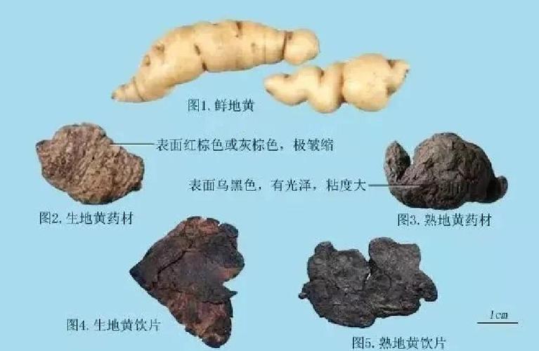 生地黄的性味归经图标