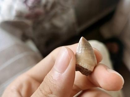 一颗沧龙牙值多少钱图标