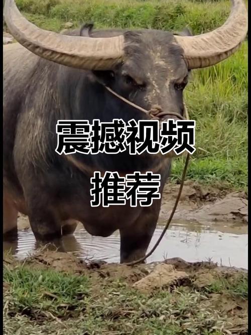 腾讯视频显示一半图标