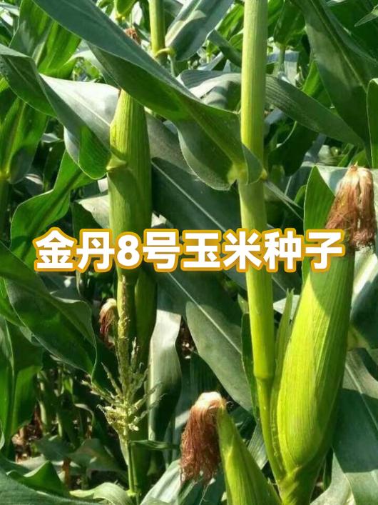 种子介绍图标
