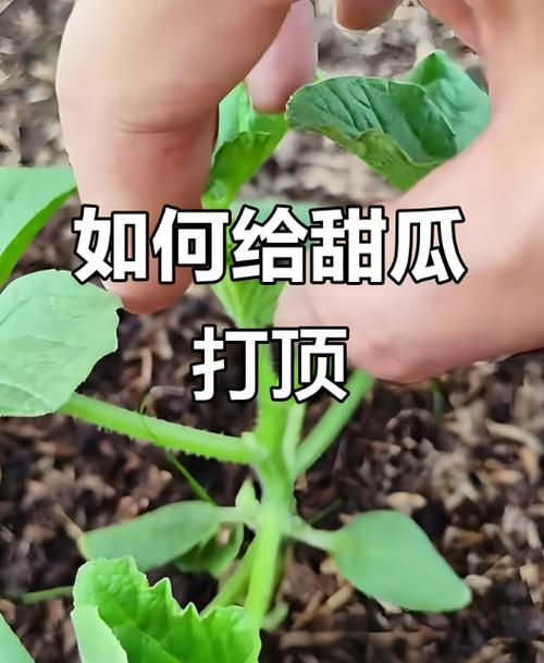 甜瓜28.6.5(内置菜单)无限金币