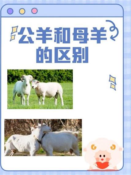 公羊膻味重还是母羊图标