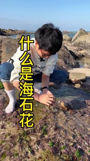 海底石花图片图标