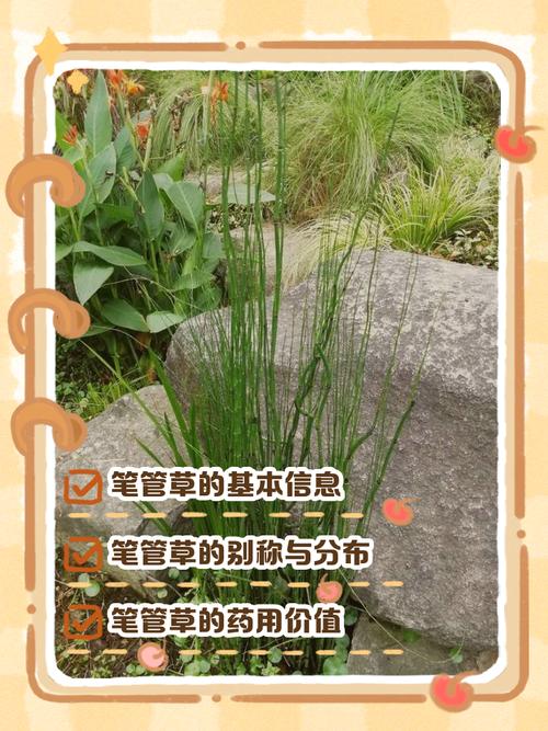 笔管草治什么病图标