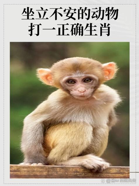 不打一个动物图标
