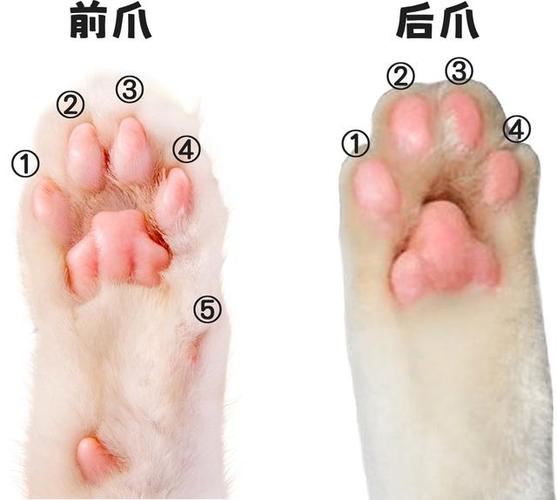猫有几个脚趾头图标