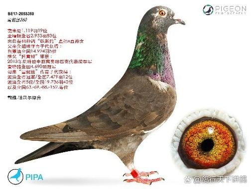 黑皮鸽子好还是白色好图标