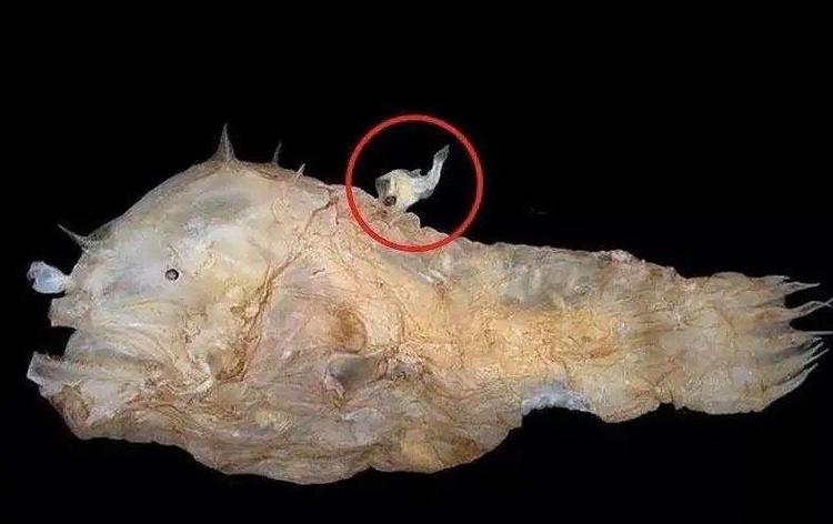 鱼怎么交尾的图标