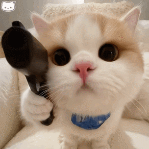 猫咪动图表情包图标