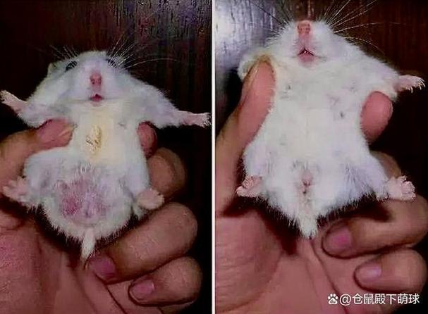仓鼠有鼻子吗图标
