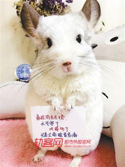 开个龙猫养殖场赚钱吗截图