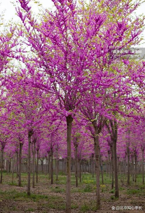 荆州市市树和市花分别是图标