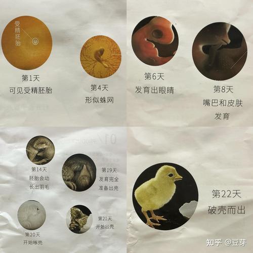 人工孵化小鸡怎么孵化图标