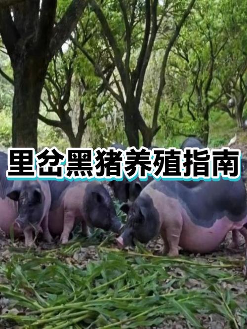 黑猪养殖成本与利润图标