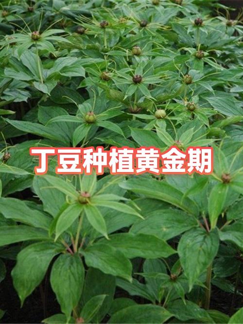 丁豆截图