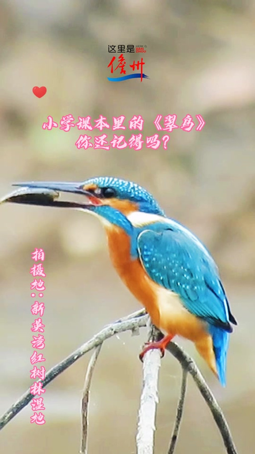 翠鸟原文全文