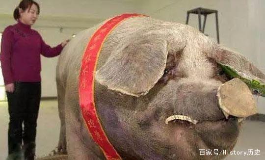 物为猪王后居上最佳答案图标