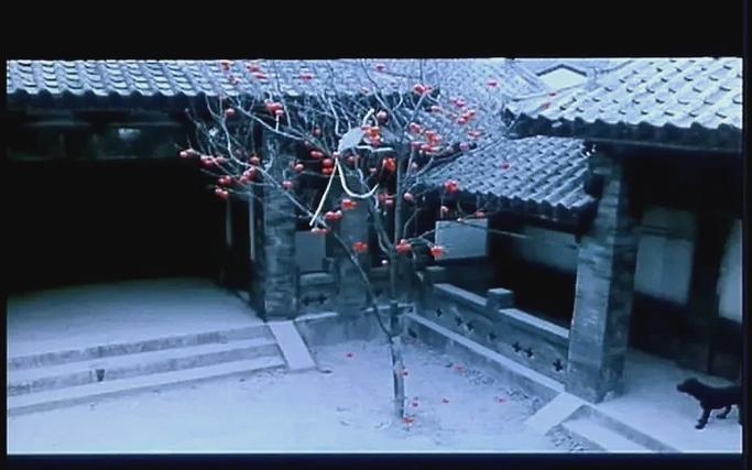 柿子影视图标