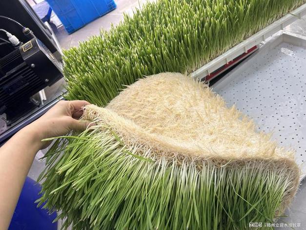 大麦种子怎么种盆栽截图