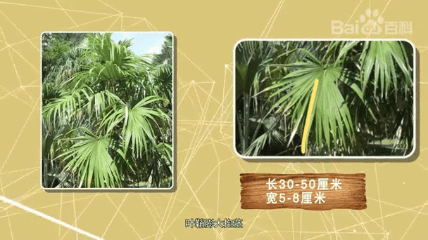 飓风椰子图标